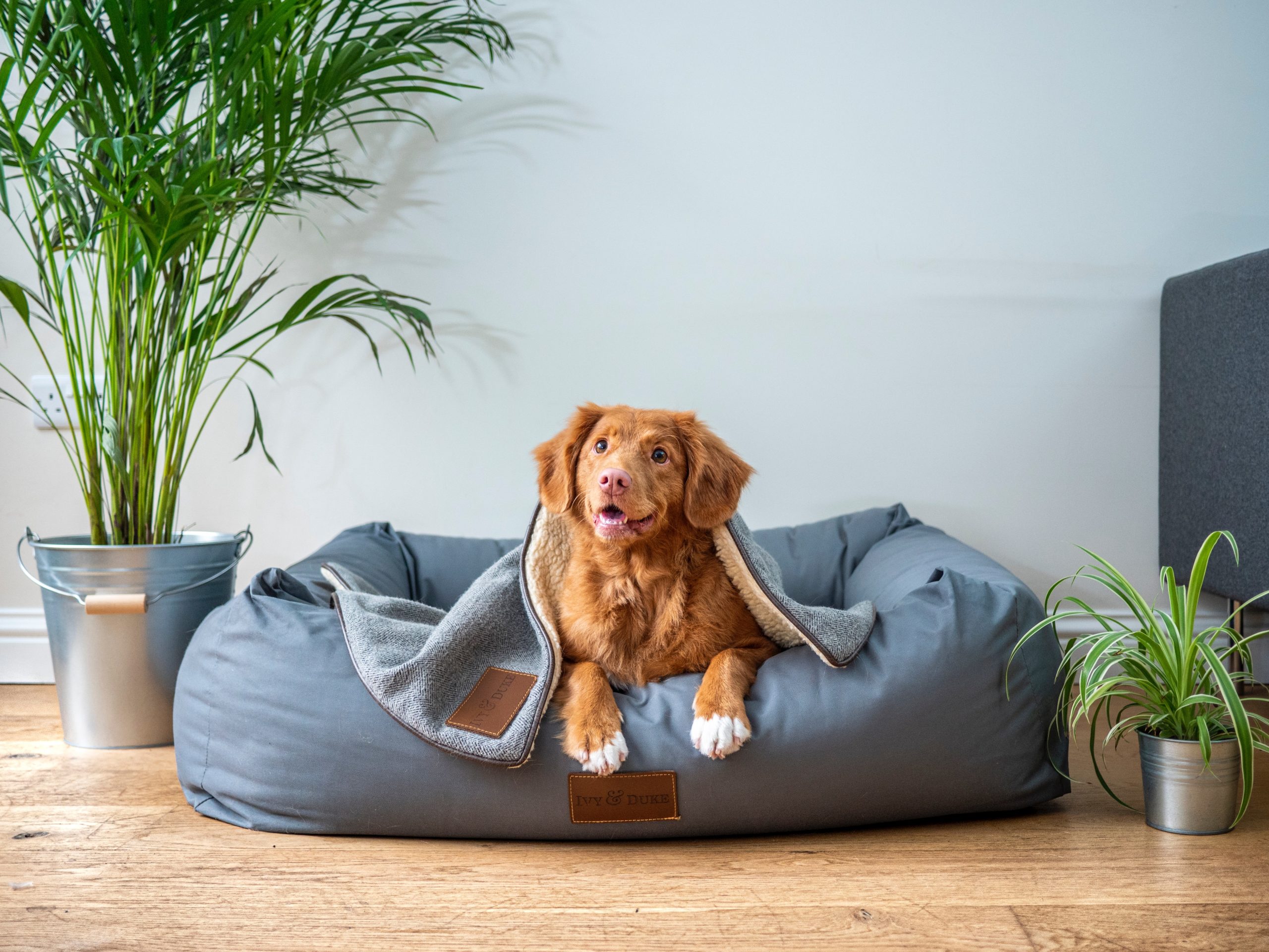 Pet As A Beneficiary In My Life Insurance Pet As A Beneficiary In My Life Insurance